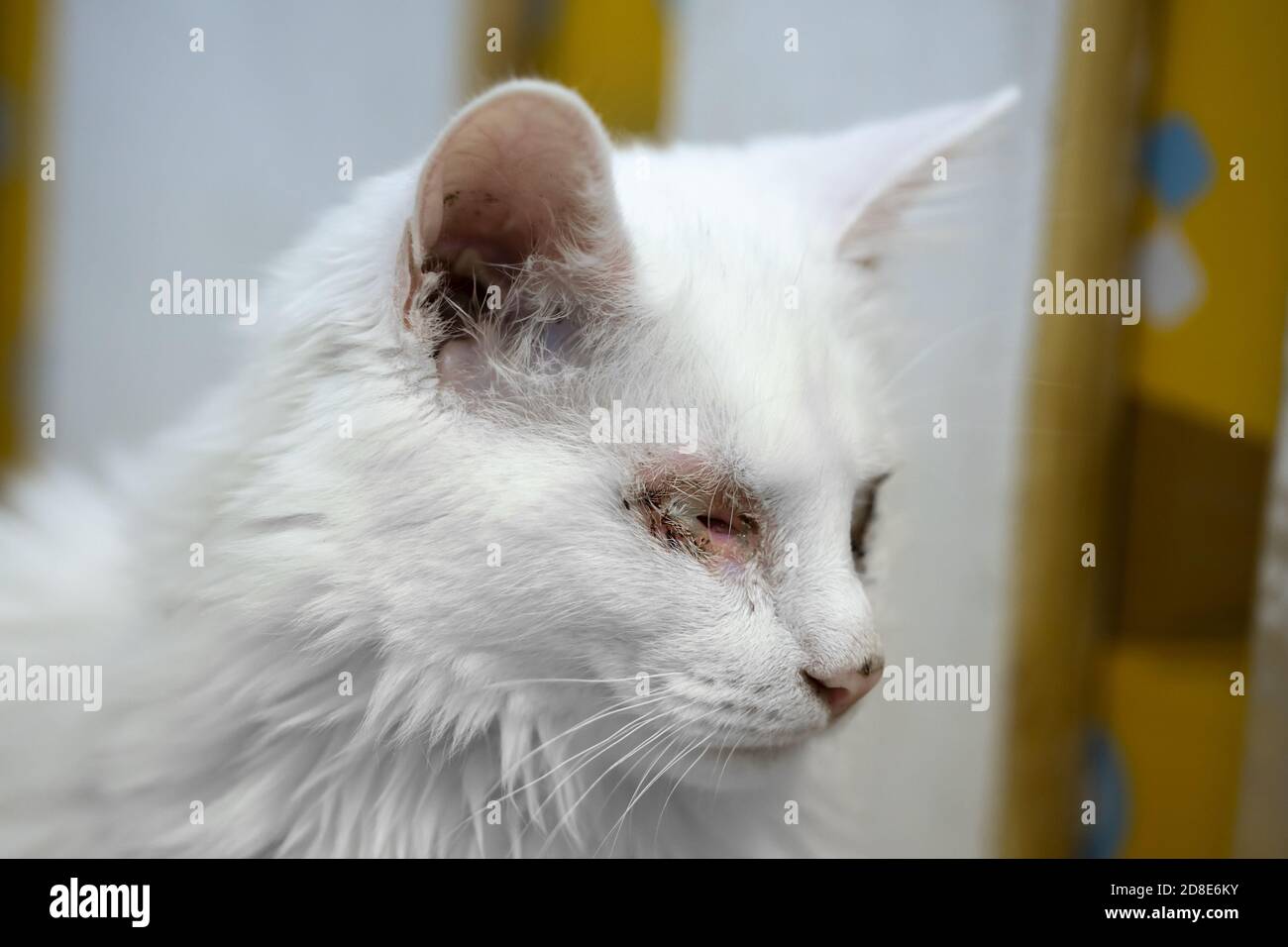 Injured animal hi-res stock photography and images - Alamy