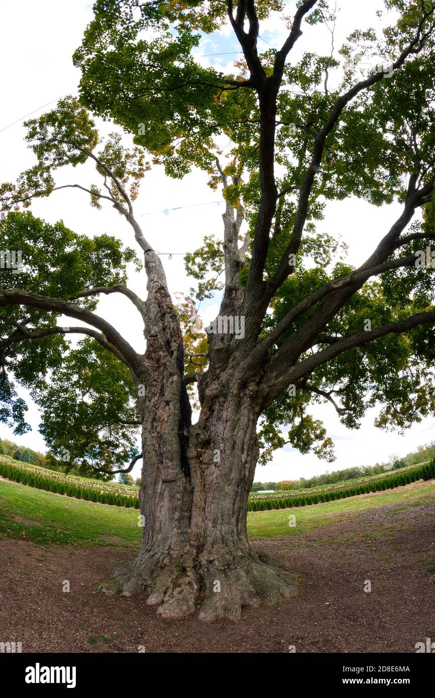 Fonthill Ontario Canada, the Comfort Maple, one of the oldest trees in ...