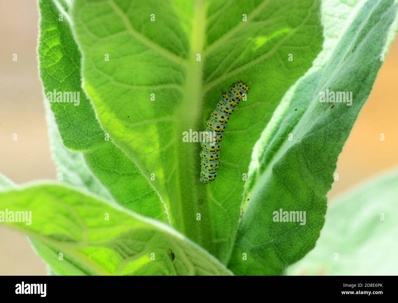 Mullein Moth Caterpillar Cucullia verbasci on mullein plant leaf, UK ...