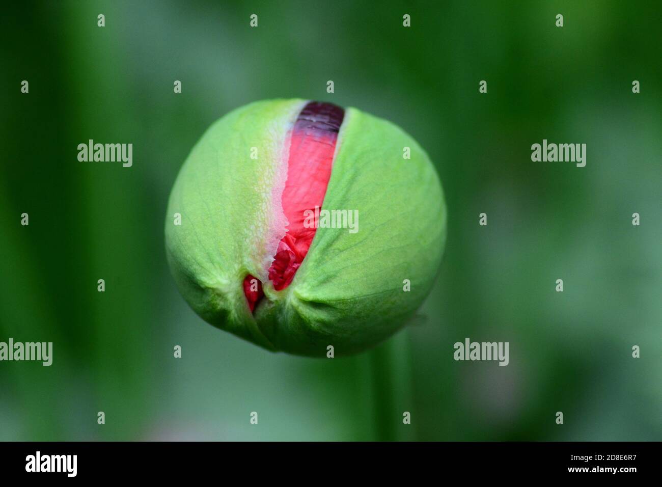 Red poppy emerging hi-res stock photography and images - Alamy