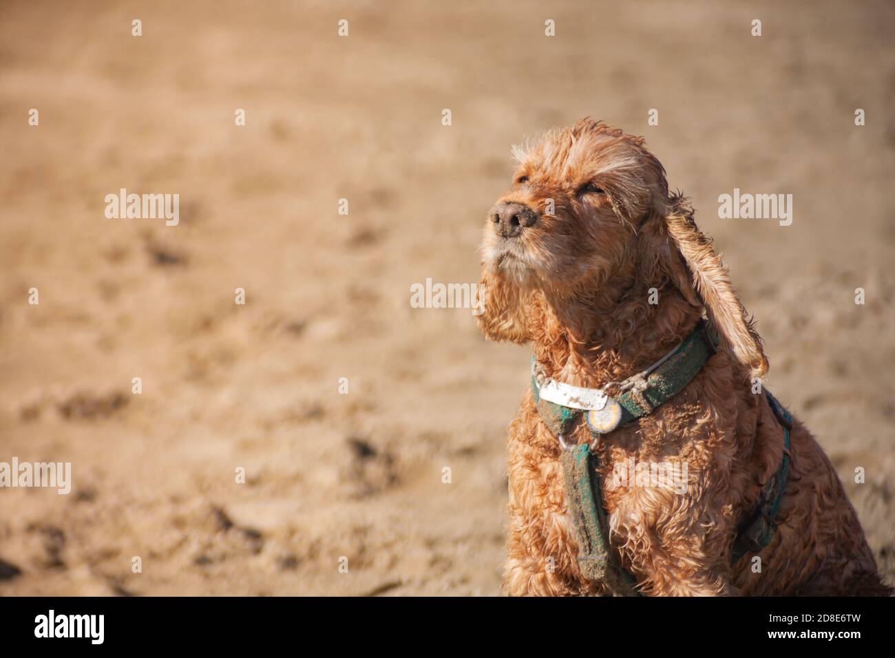 Outdoors Portrait of Cocker Spaniel with copy space. beach landscape at ...