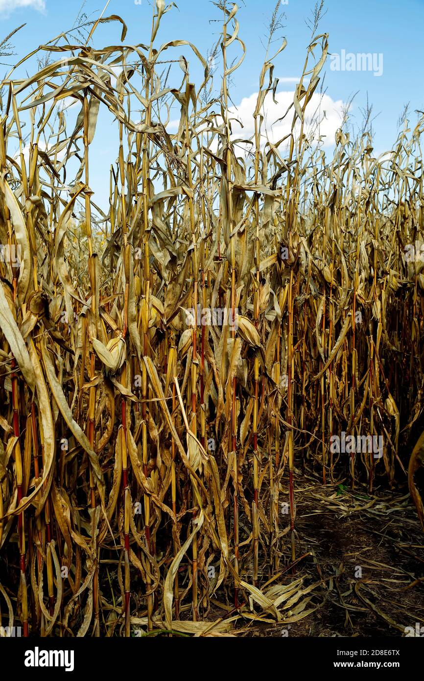Traditional corn farming hi-res stock photography and images - Alamy
