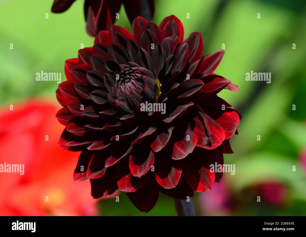 Deep dark red garden Dahlia Stock Photo - Alamy