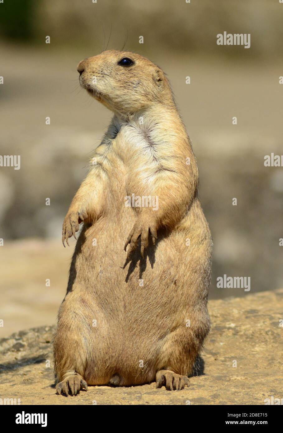 Priairie dog, large burrowing rodent stood eating and cleaning Stock ...