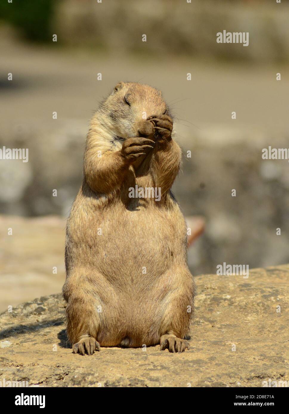 Priairie dog, large burrowing rodent stood eating and cleaning Stock ...