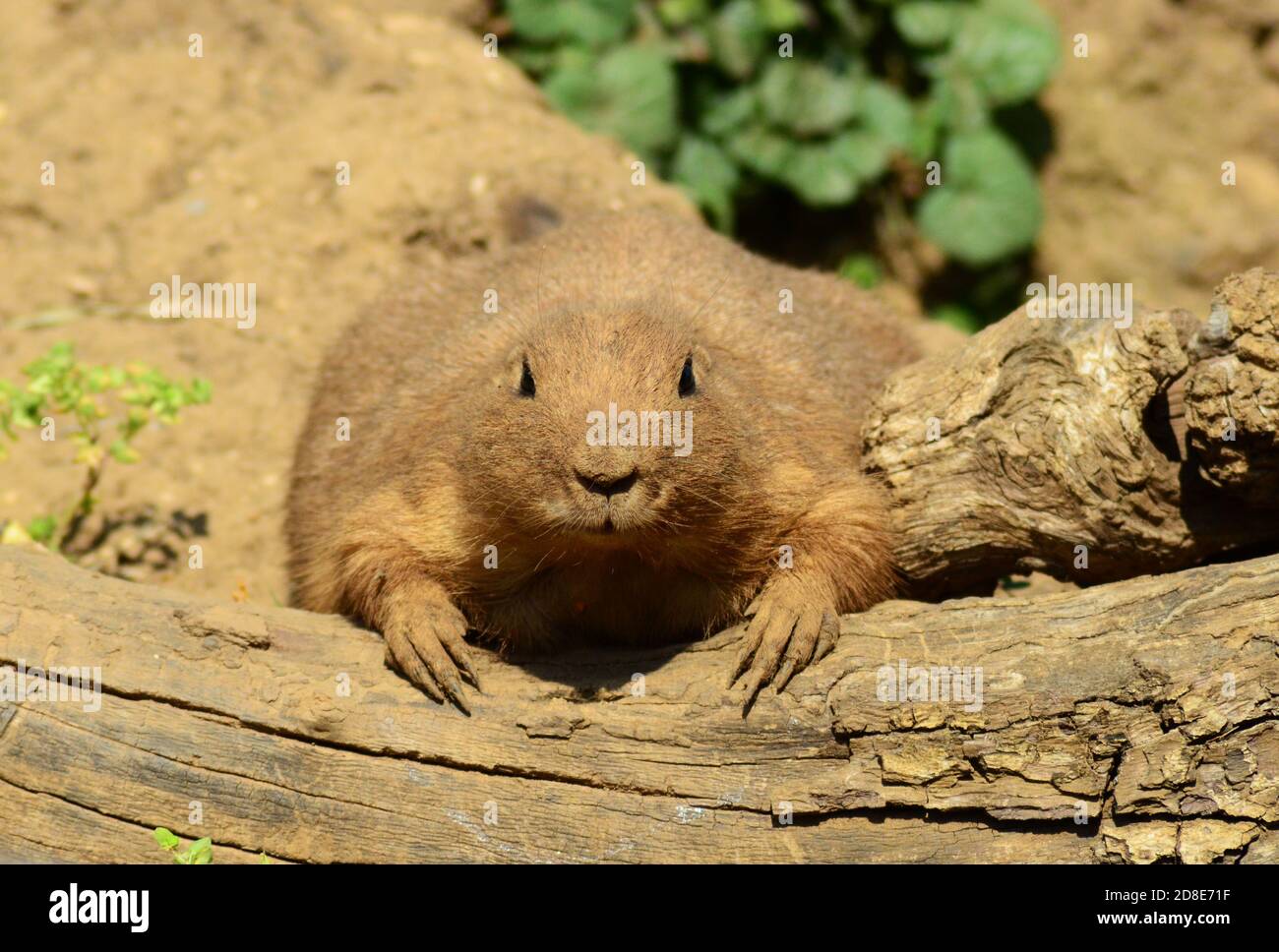 Priairie dog, large burrowing rodent sat lying on wooden log Stock ...
