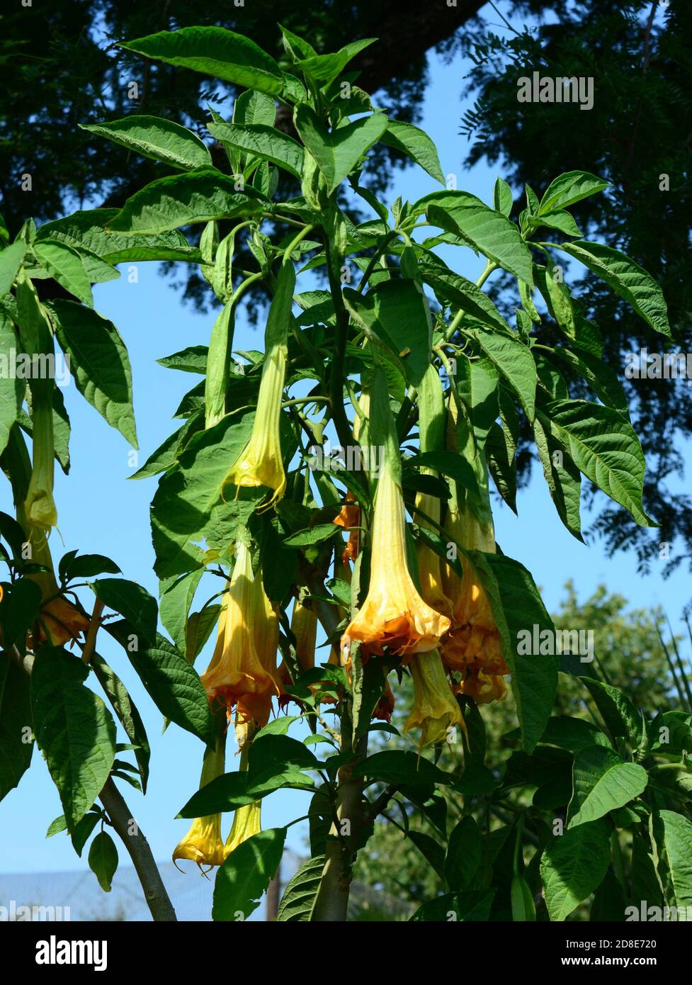 Angel's Trumpet large drooping pendulous yellow flowers. Brugmansia ...