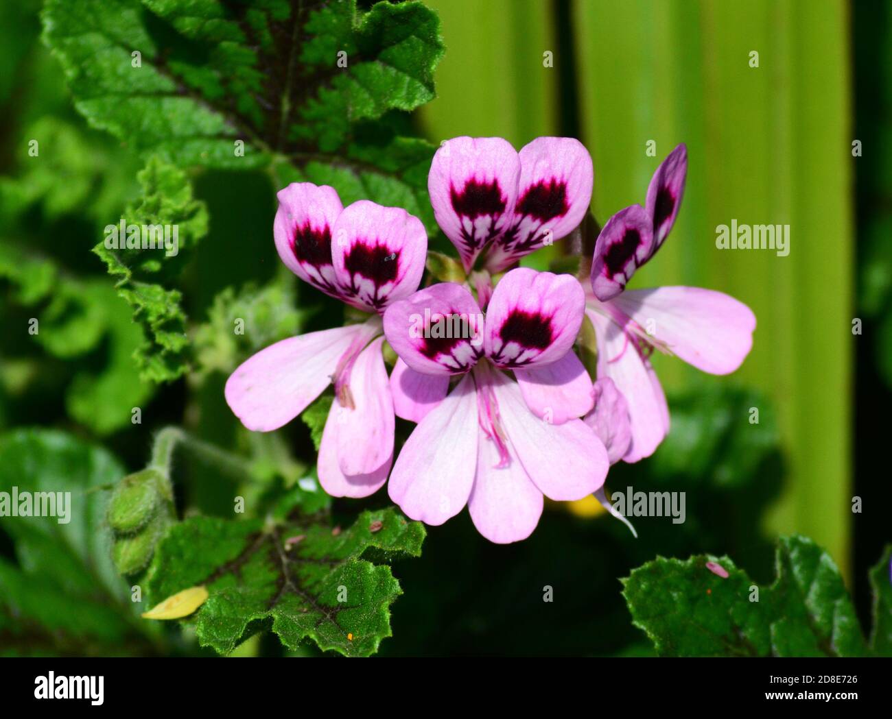 Horseshoe Geranium Pelargonium zonale. Pink and dark purple flowers ...