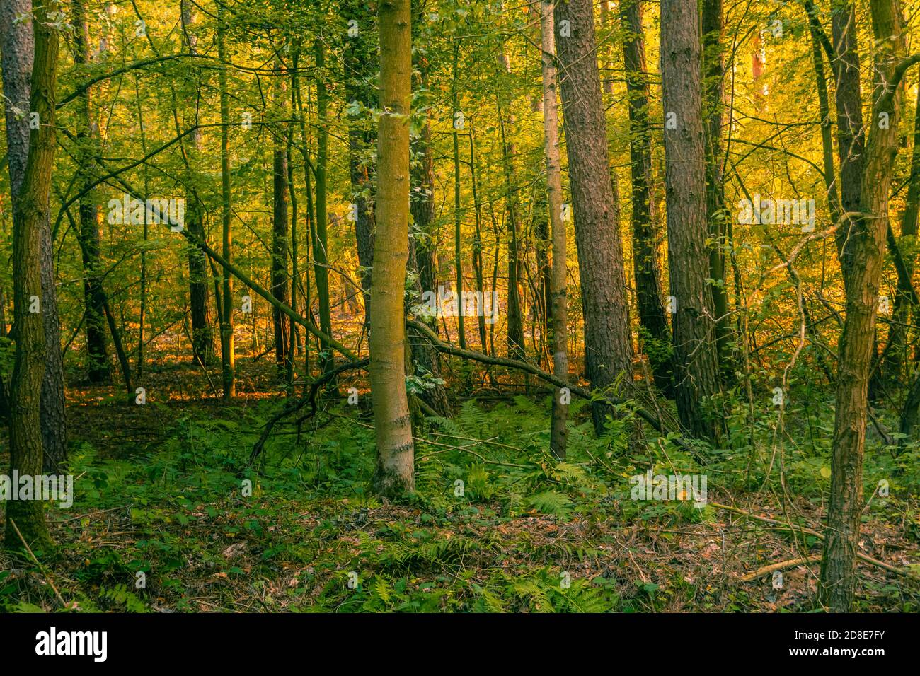 Tree sunset walk setting hi-res stock photography and images - Alamy