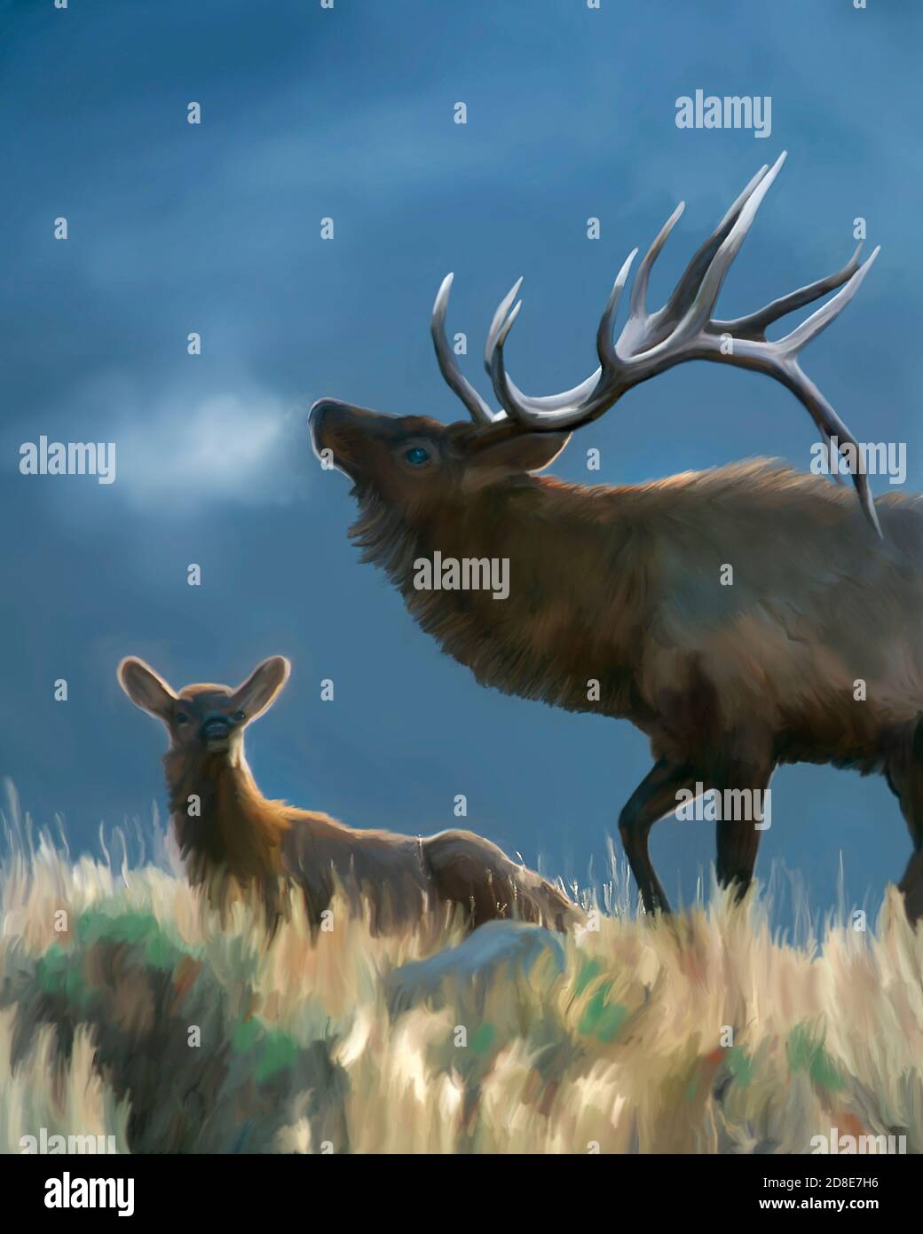 Illustration of a bull and cow elk with morning mist of a cool, fall ...