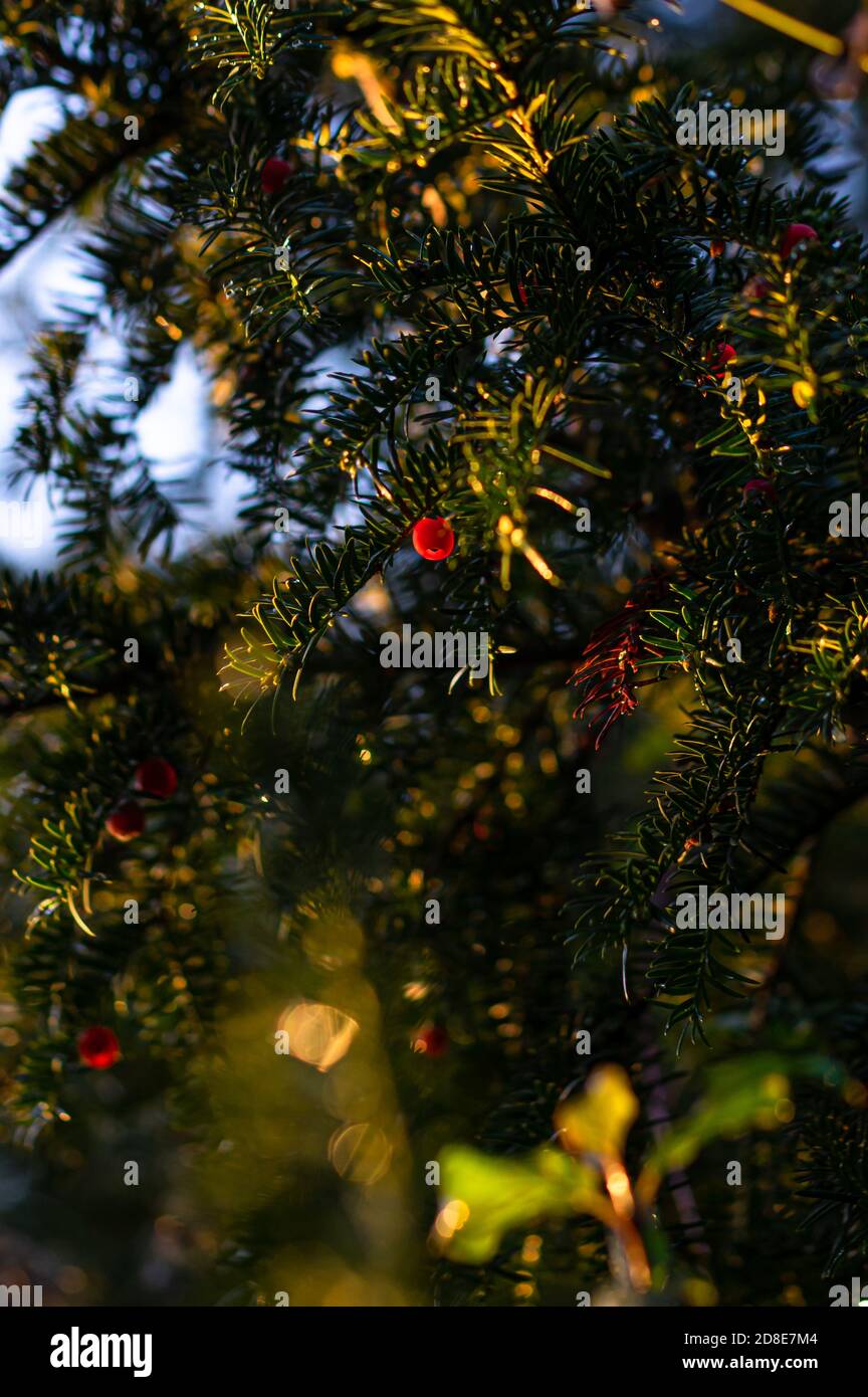 Red fir needles hi-res stock photography and images - Alamy