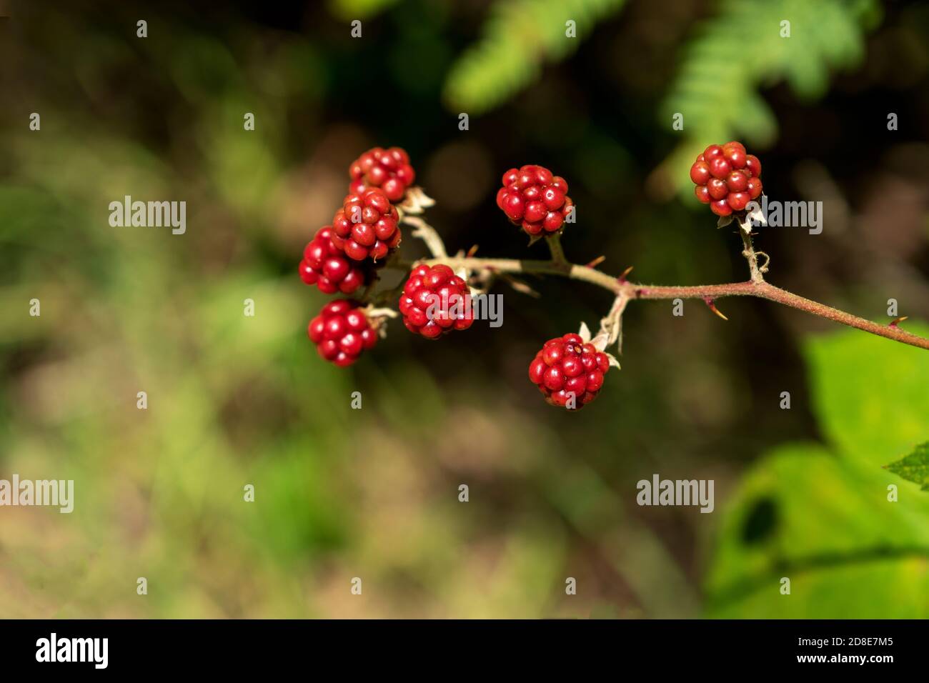 Healthy eating in the woods hi-res stock photography and images - Alamy