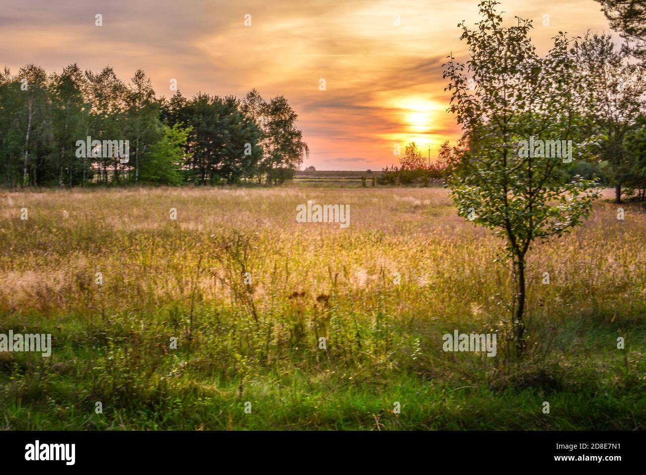 Oak tree lit setting hi-res stock photography and images - Alamy