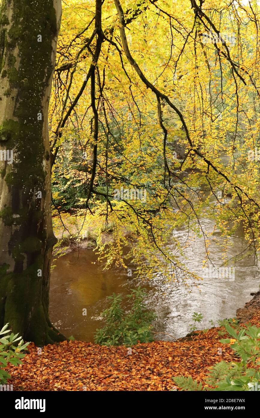 Autumn trees by river Stock Photo - Alamy