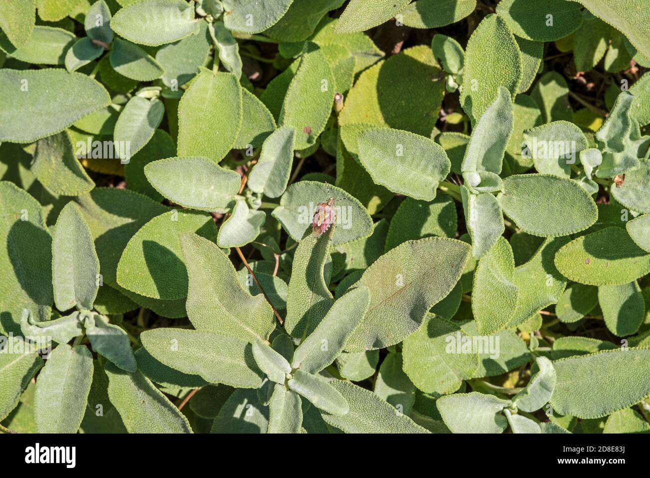 fresh wild sage, spice plant (salvia officinalis), in a forest Stock ...