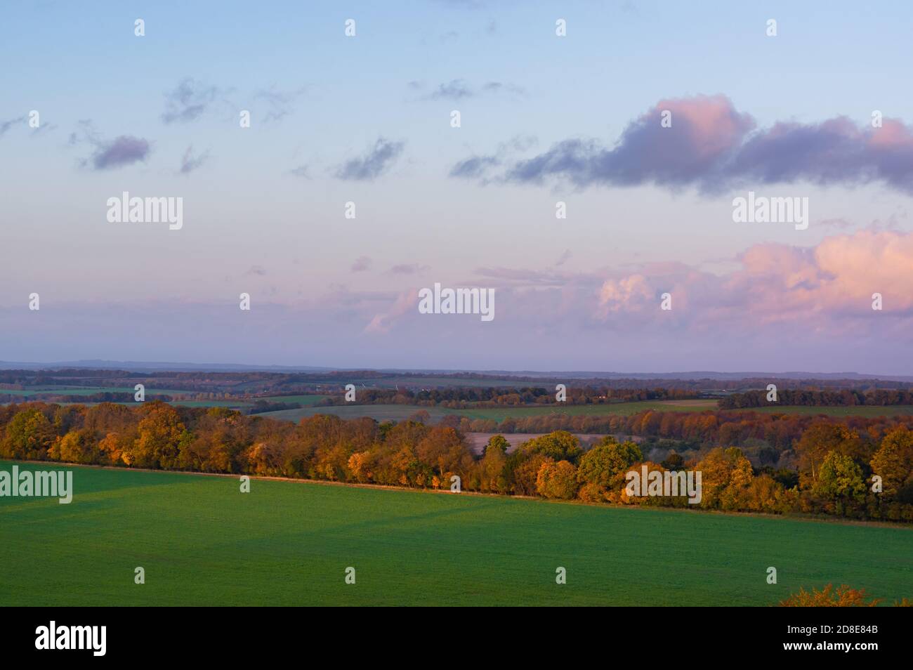 Golden evening sunset light illuminating the field of a typical English ...