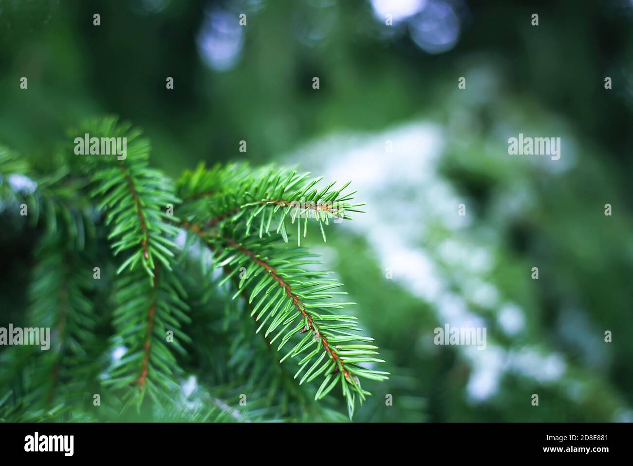 Prickly cedar hi-res stock photography and images - Alamy