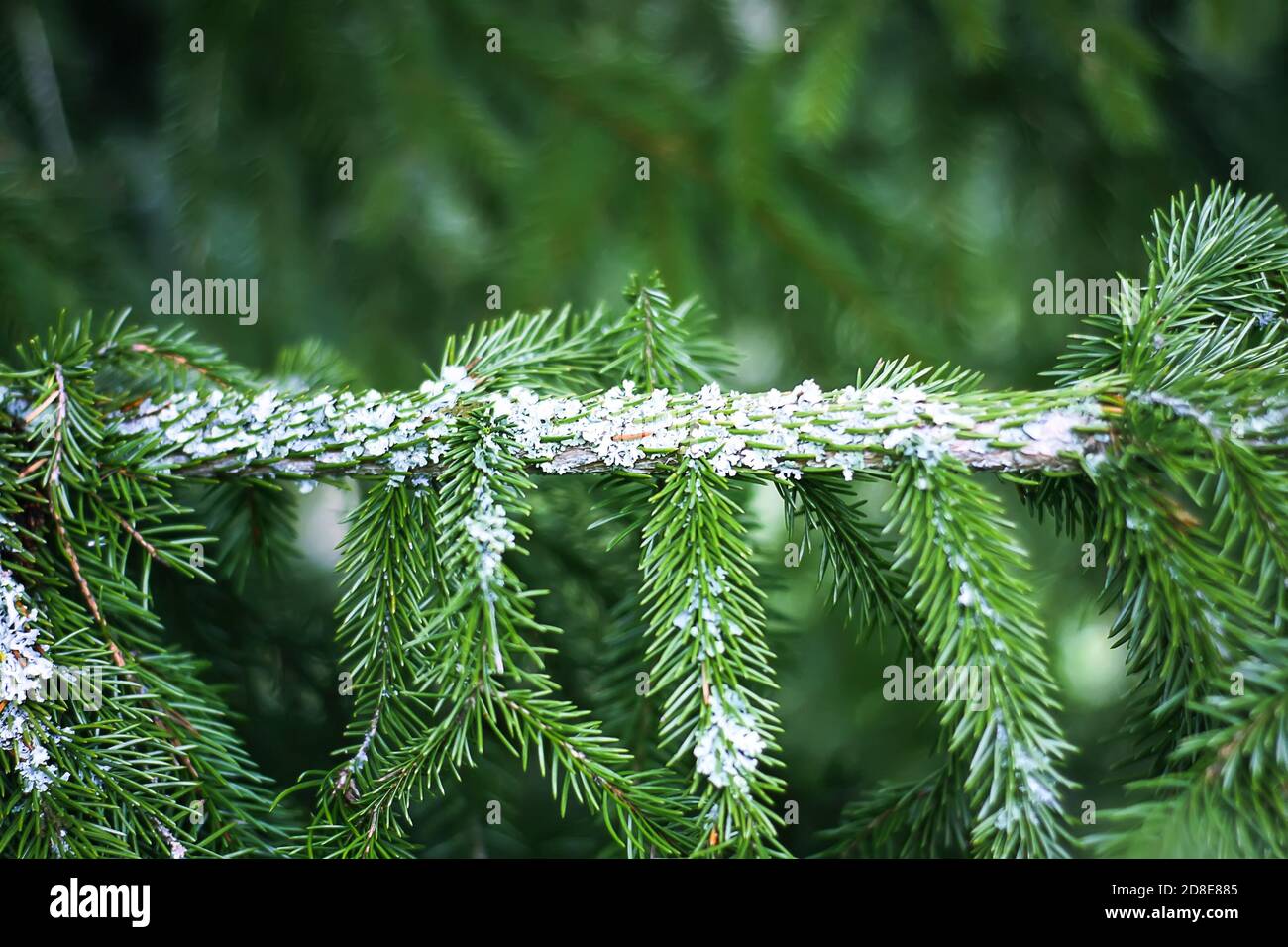 Prickly cedar hi-res stock photography and images - Alamy