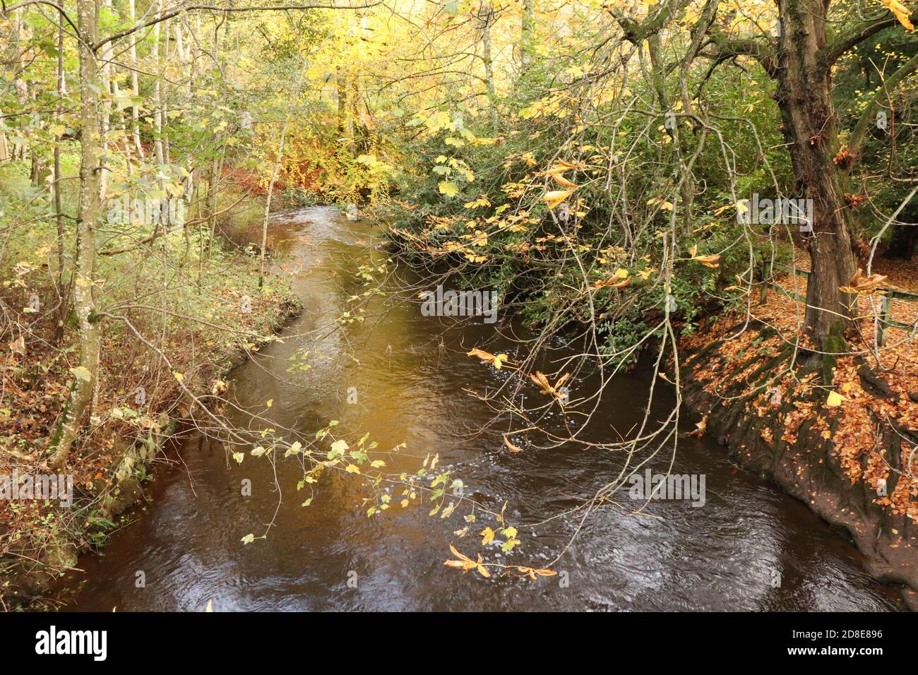 Autumn trees by river Stock Photo - Alamy