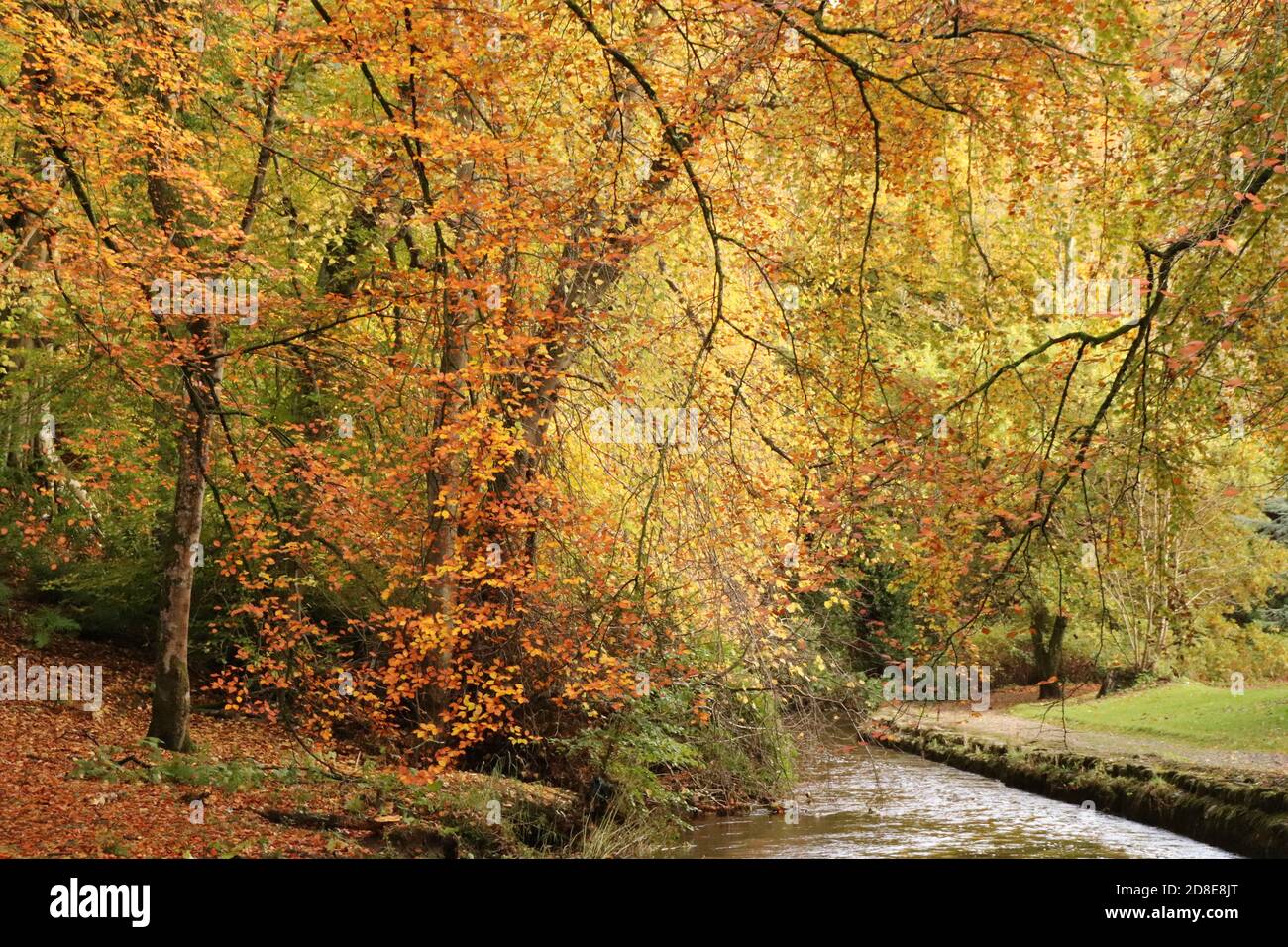 Autumn trees by river Stock Photo - Alamy