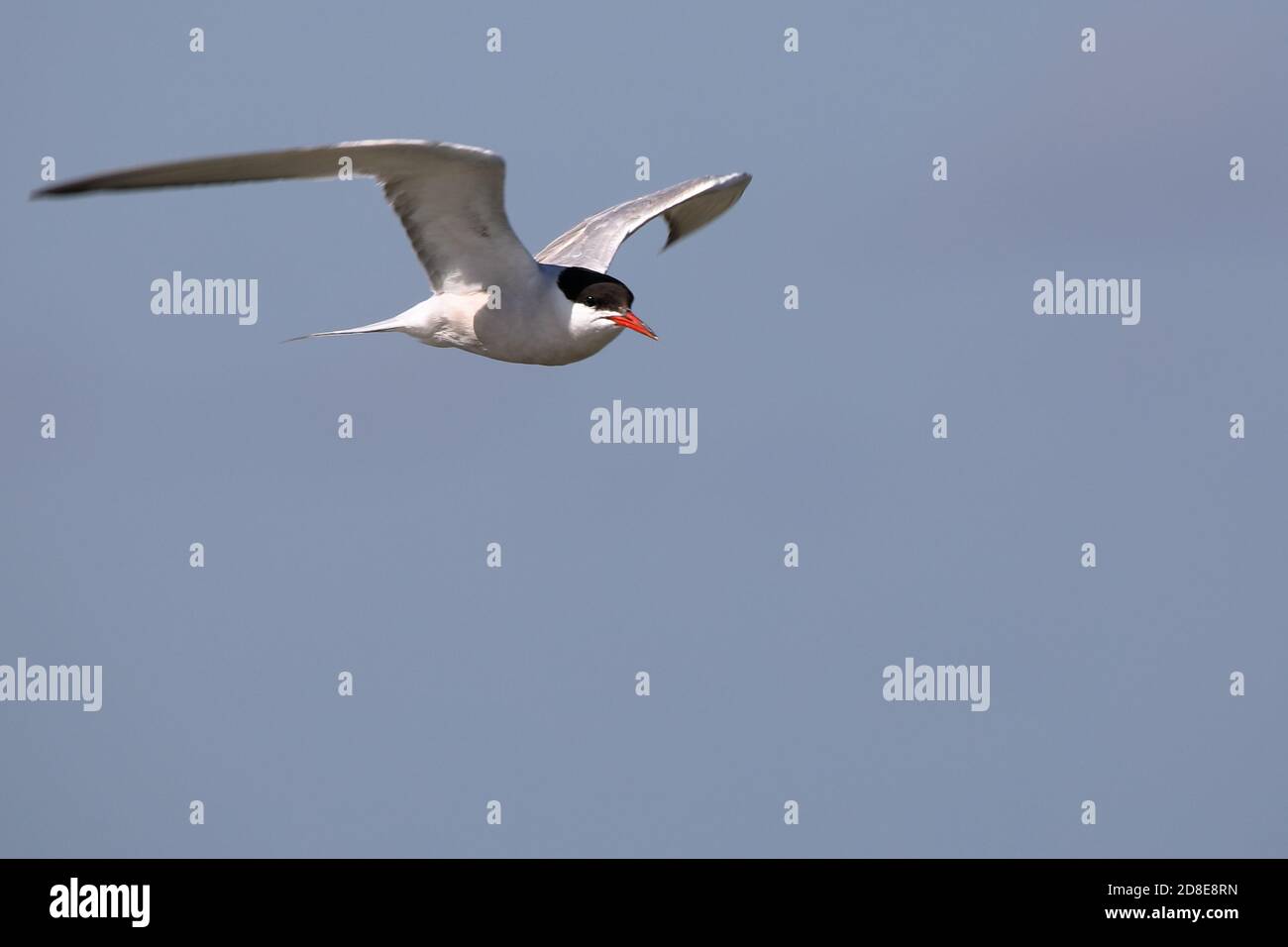 Flying Common Tern Stock Photo - Alamy