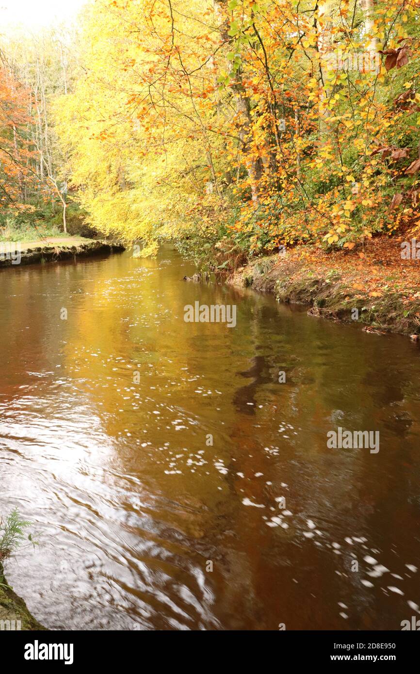 Autumn trees by river Stock Photo - Alamy
