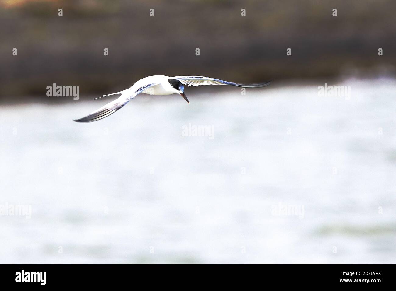 Flying Common Tern Stock Photo - Alamy