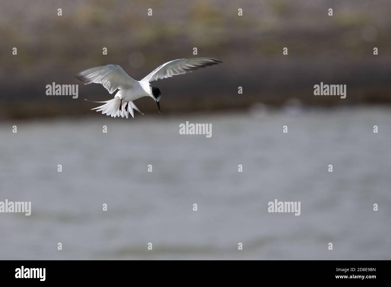 Flying Common Tern Stock Photo - Alamy