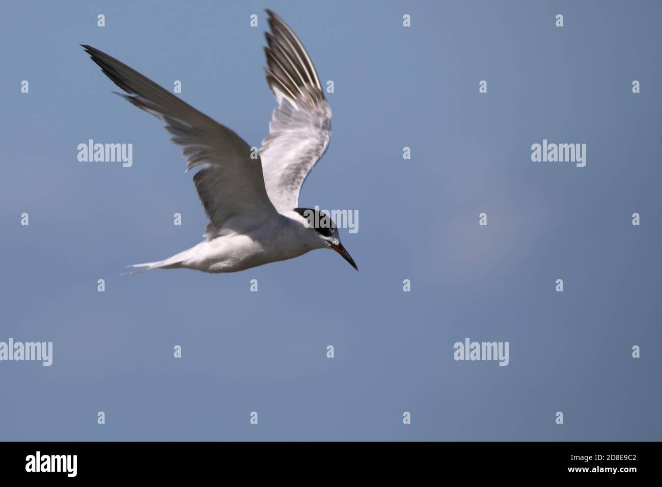 Flying Common Tern Stock Photo - Alamy