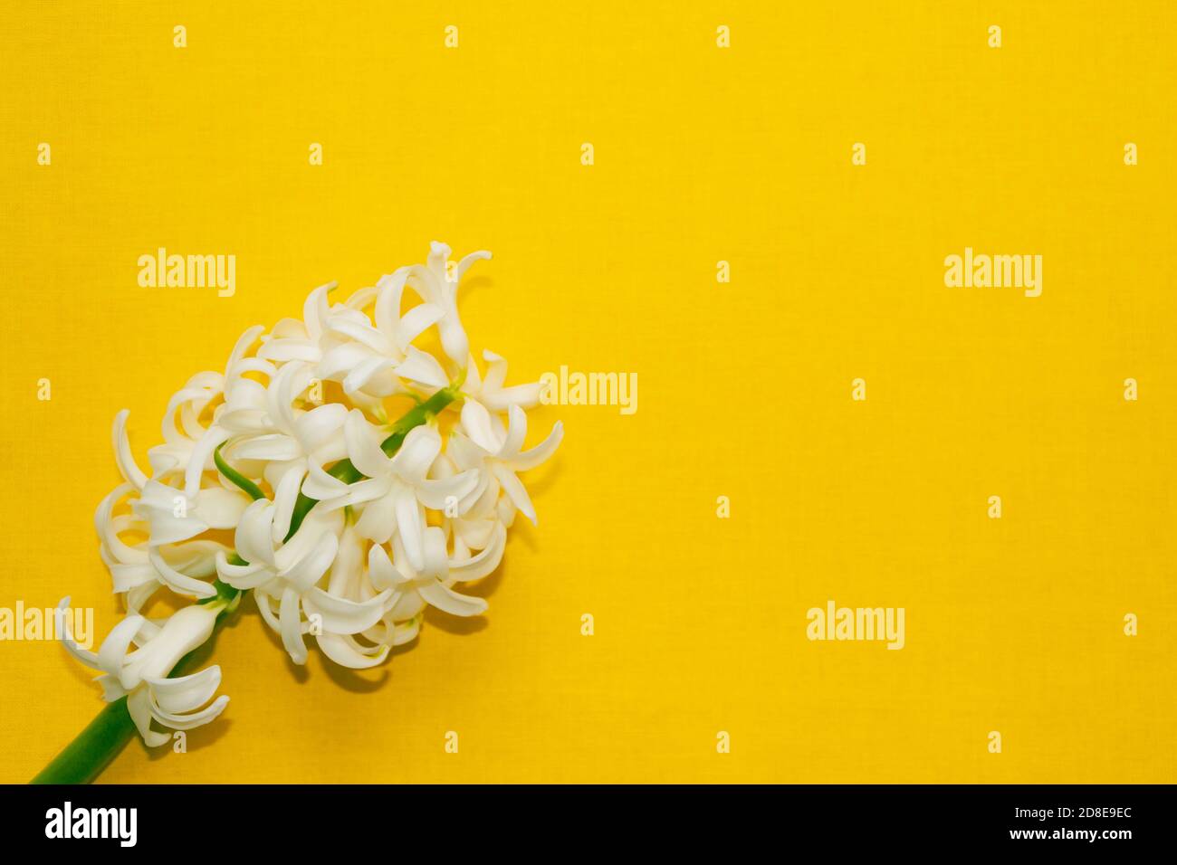 white hyacinth flower isolated on yellow background banner. bright ...