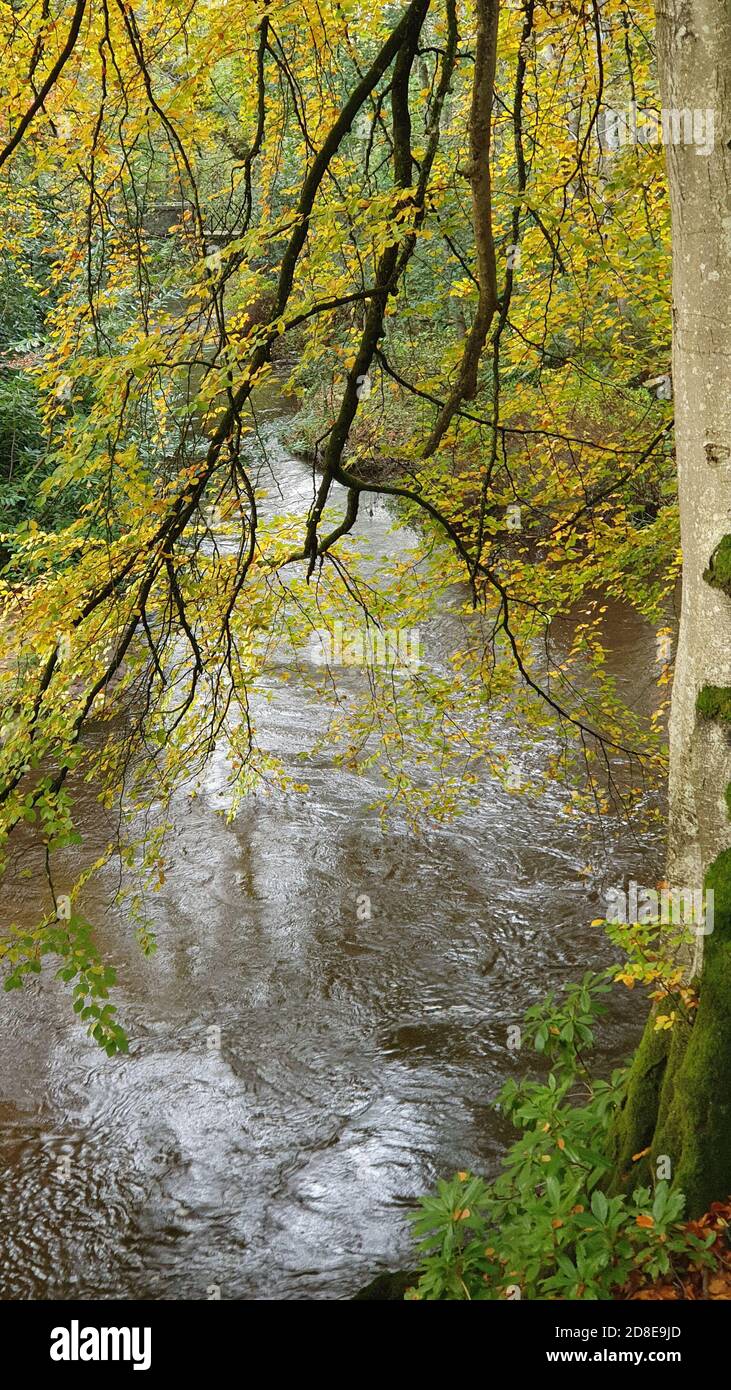 Autumn trees, river and bridge Stock Photo - Alamy