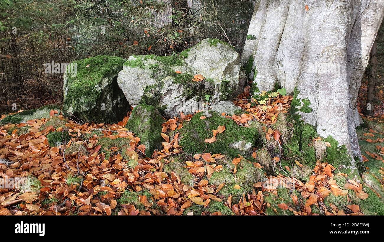 Rocks and tree trunk Stock Photo - Alamy