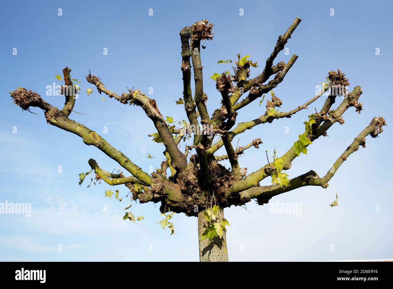 Pollarded Tree Garden High Resolution Stock Photography and Images - Alamy