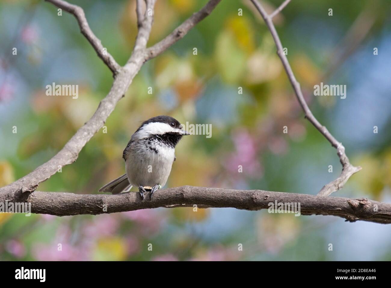 Black capped chickadee with white blooms hi-res stock photography and ...