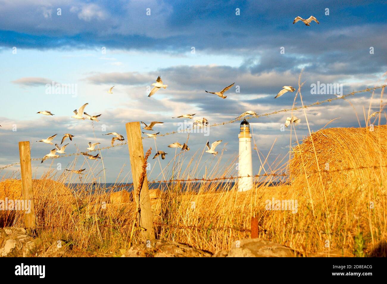 Ferryden Lighthouse High Resolution Stock Photography and Images - Alamy