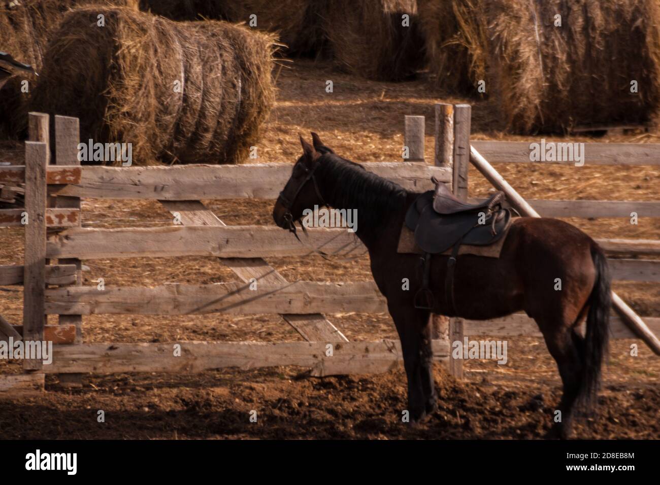 Dark brown horse hi-res stock photography and images - Alamy