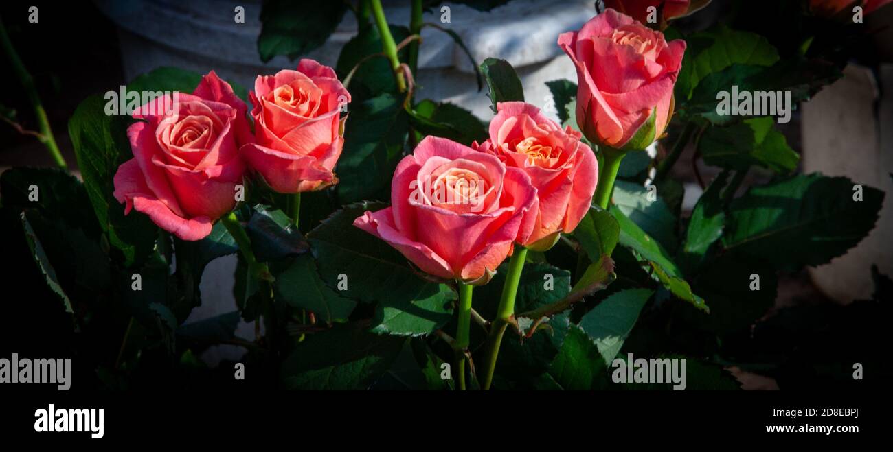 TallantImages Flowers Fish Market Stock Photo - Alamy