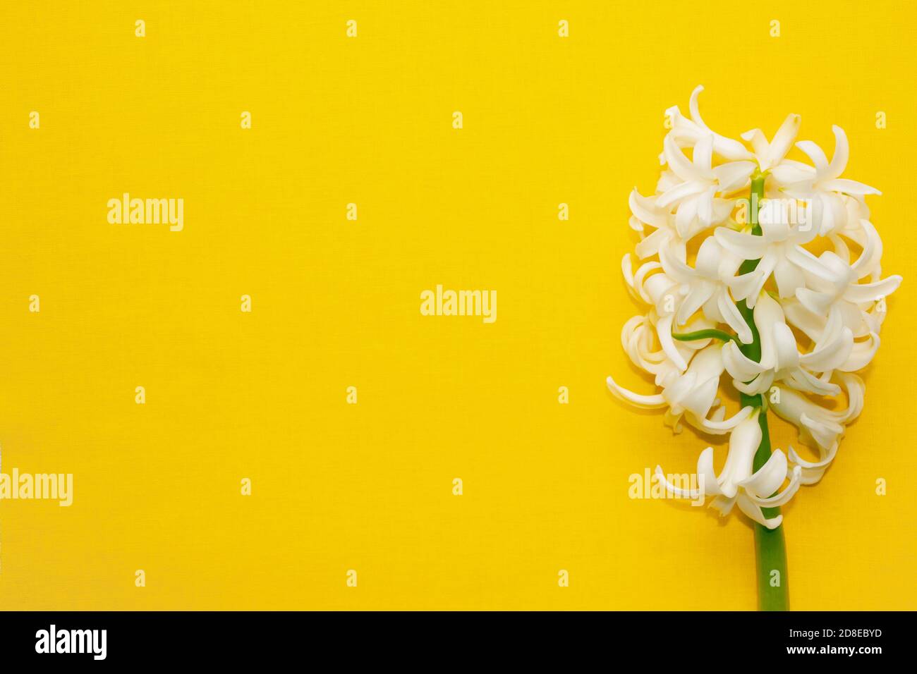 white hyacinth flower isolated on yellow background banner. bright ...