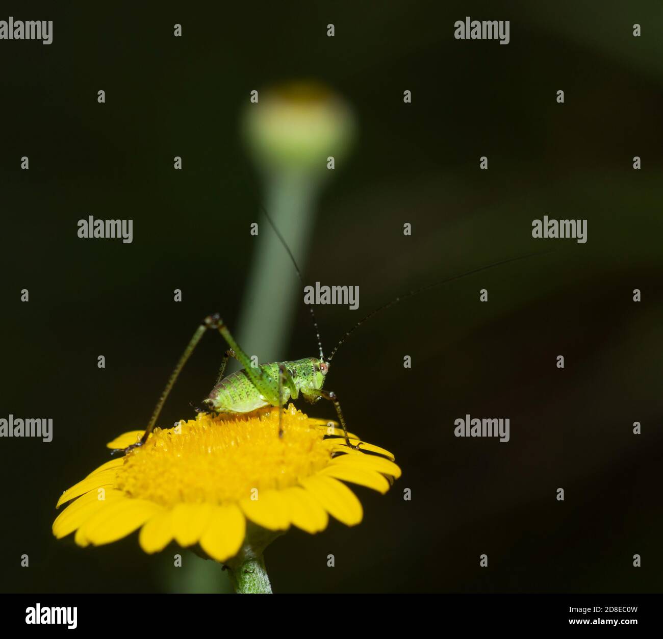 detail of cricket insect on a flower Stock Photo - Alamy