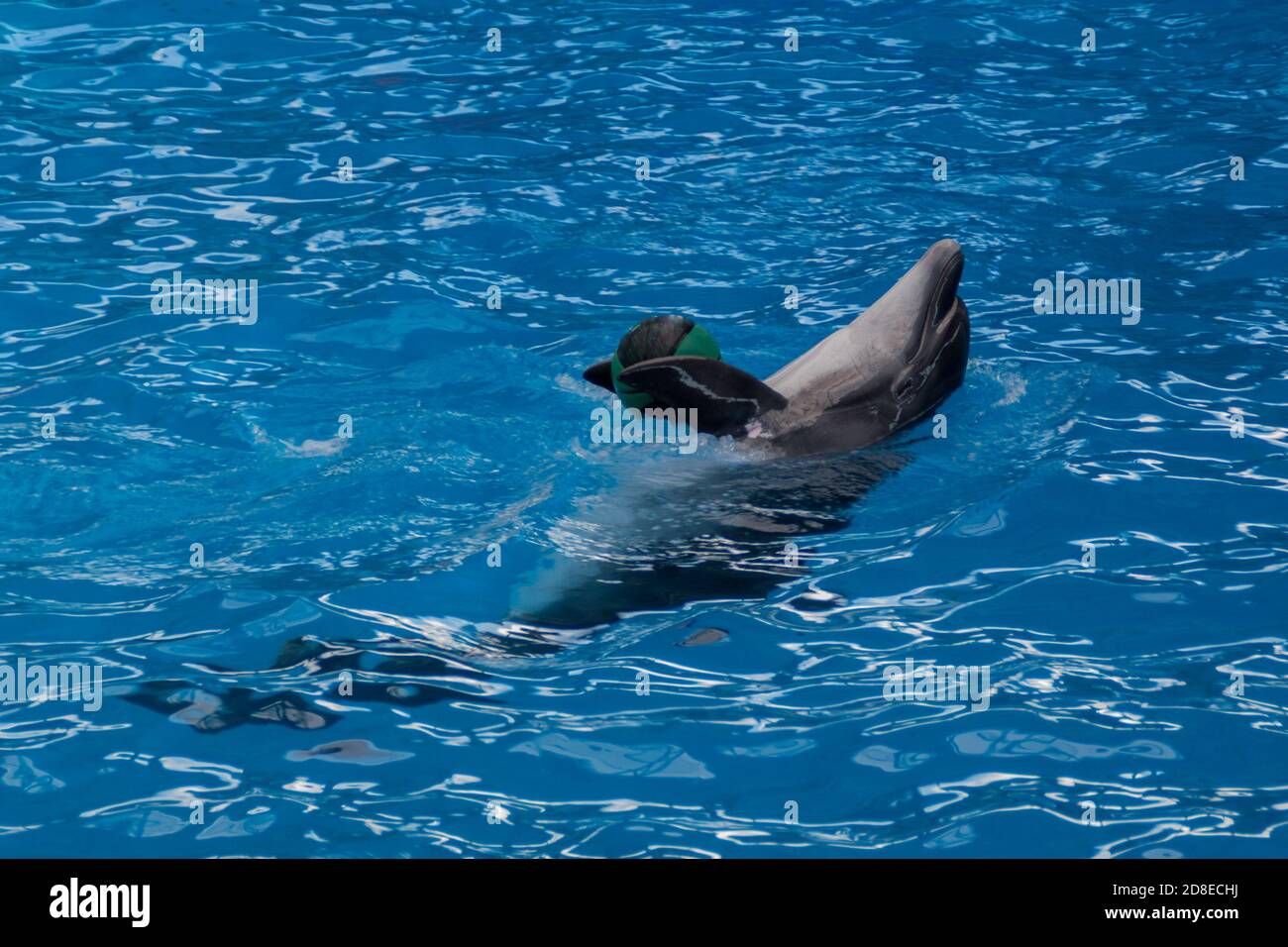 Trained dolphin in the aquarium, dolphinariums. show with dolphins ...