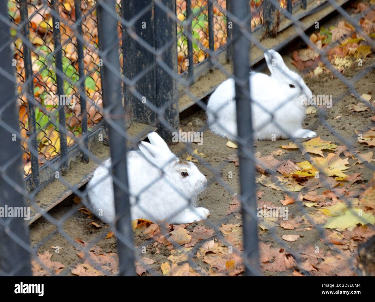 Rabbit cage caged rabbits hi-res stock photography and images - Alamy