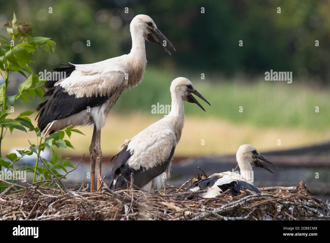 Three young white storks hi-res stock photography and images - Alamy