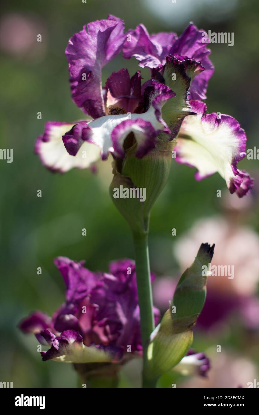 Purple bearded iris in full bloom hi-res stock photography and images ...
