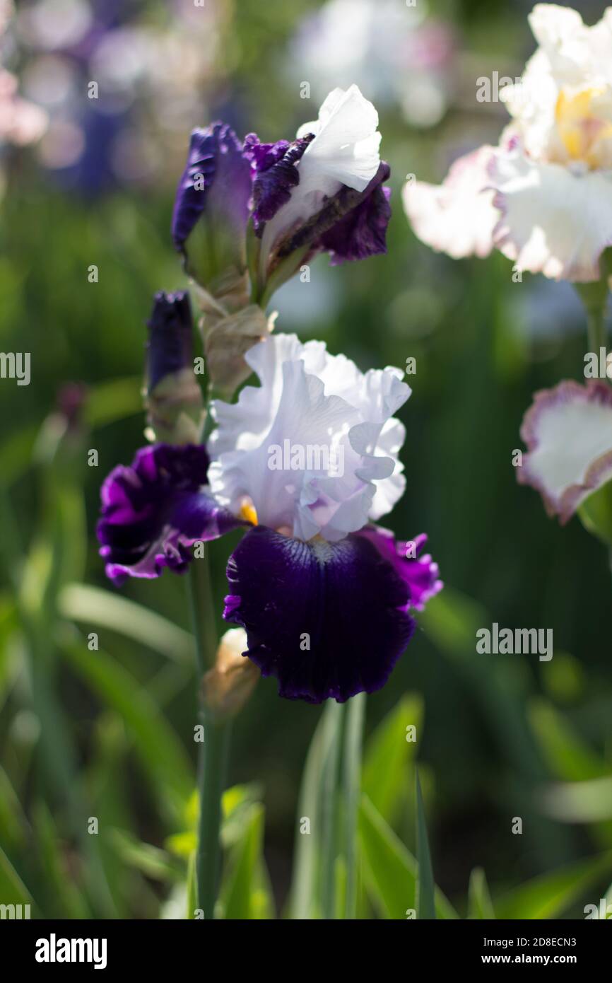 Purple bearded iris in full bloom hi-res stock photography and images ...