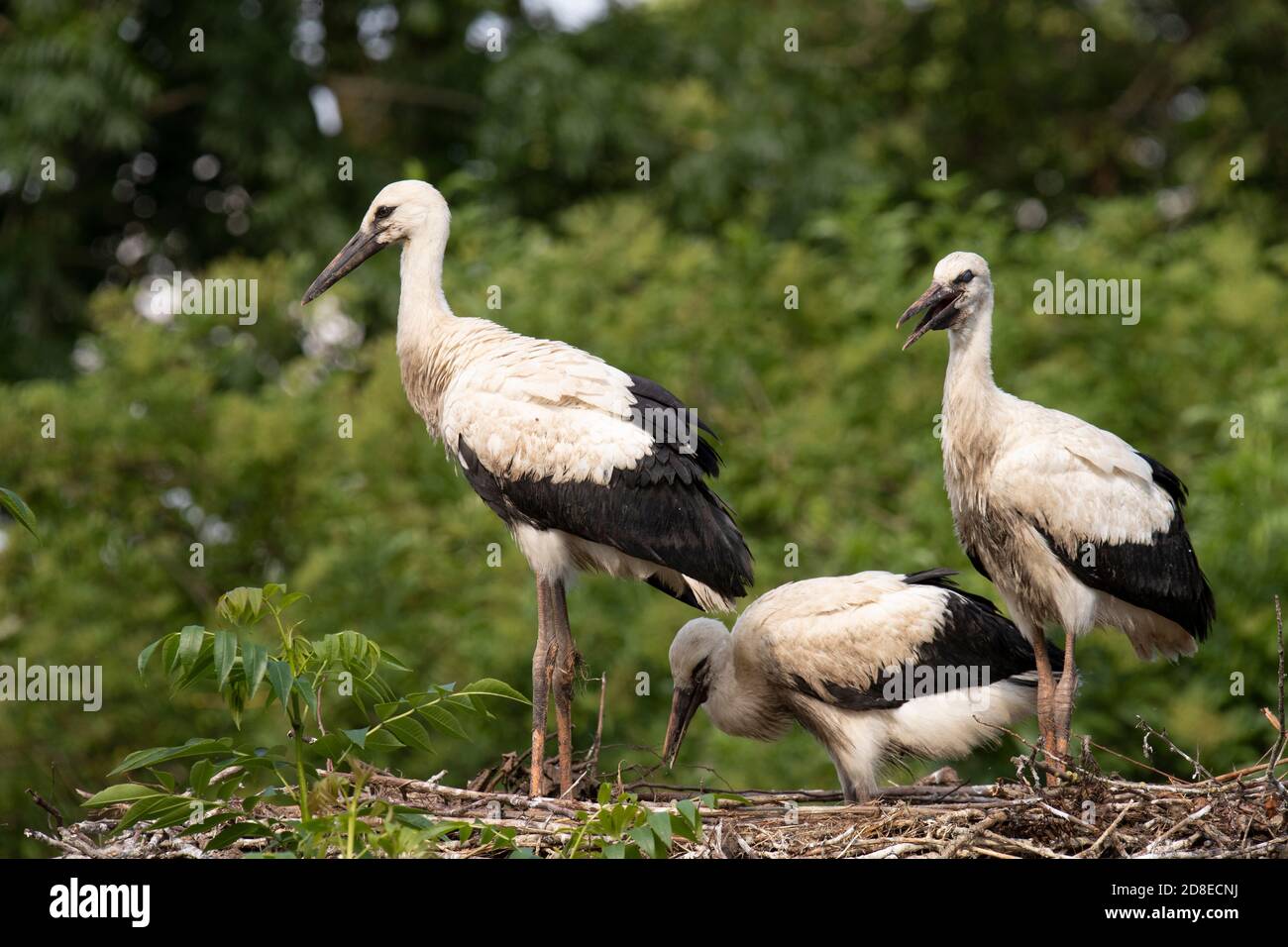 Young storks hi-res stock photography and images - Alamy