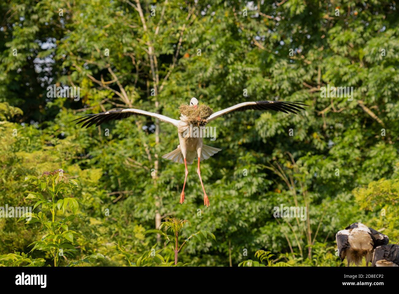 Stork flying with food for young Stock Photo - Alamy