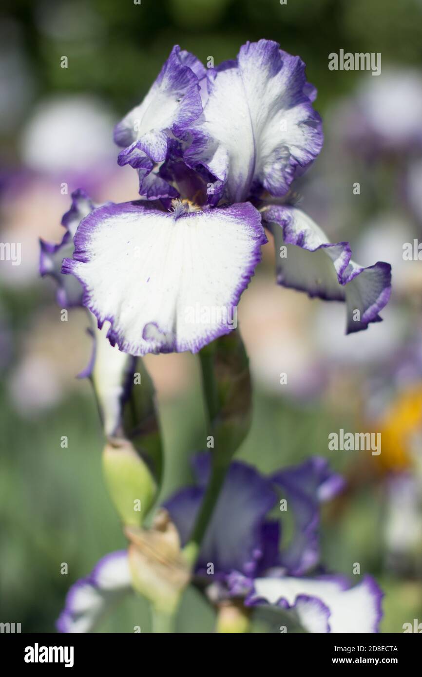Purple bearded iris in full bloom hi-res stock photography and images ...