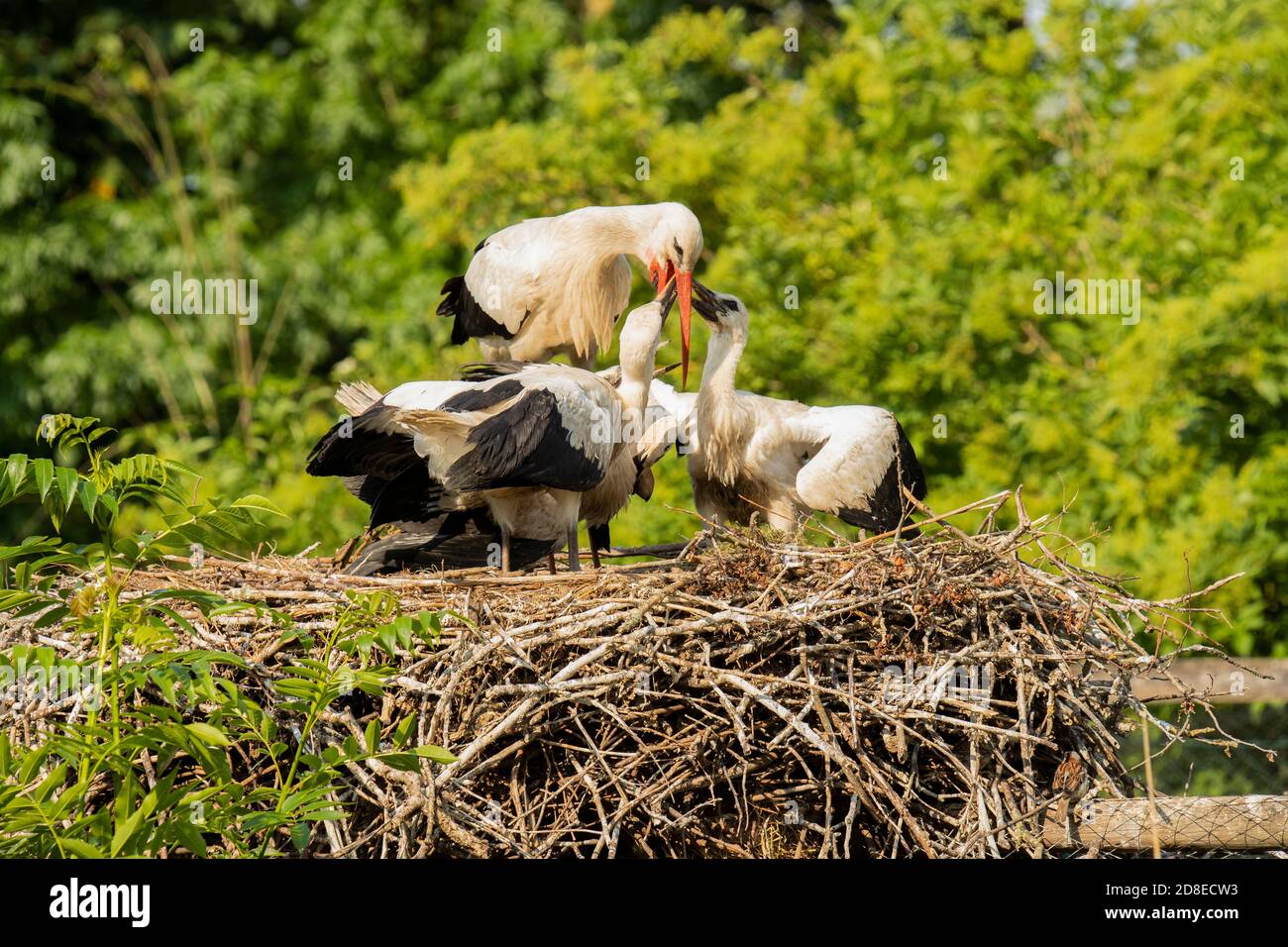 Stork feeding young at nest Stock Photo - Alamy