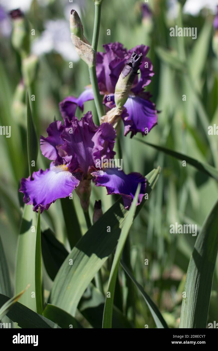 Purple bearded iris in full bloom hi-res stock photography and images ...