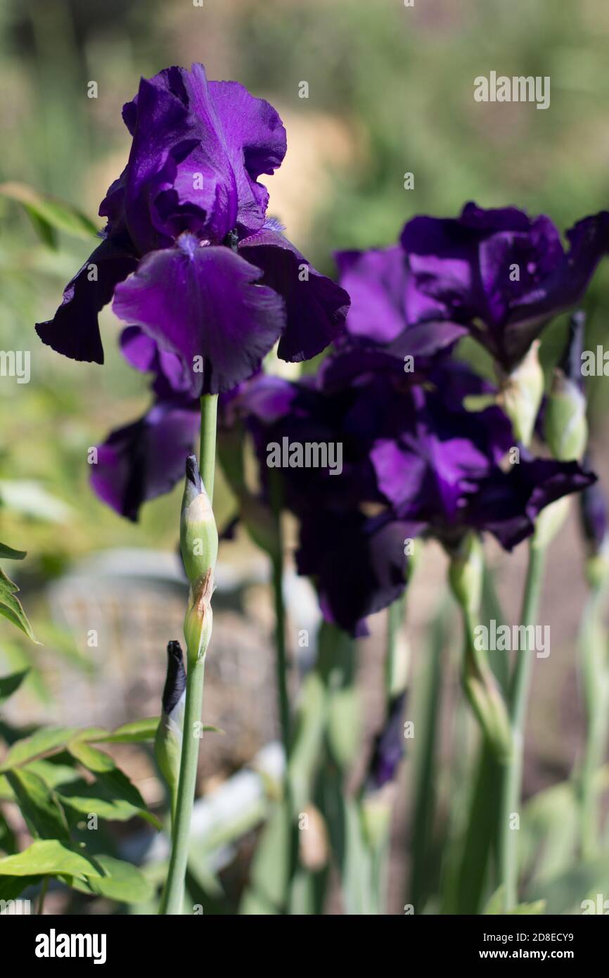 Beige iris flower blooming hi-res stock photography and images - Alamy